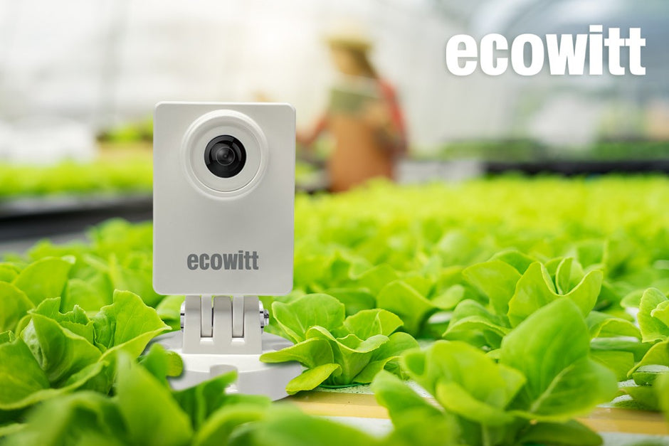 Professional Weather Products | Smart Home Product – Ecowitt